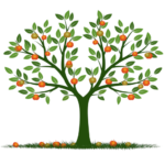 Early Transparent Gage – Chorleywood Community Orchard